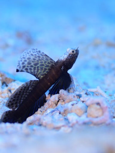 jun_shimizu_05.jpg – RGBlue